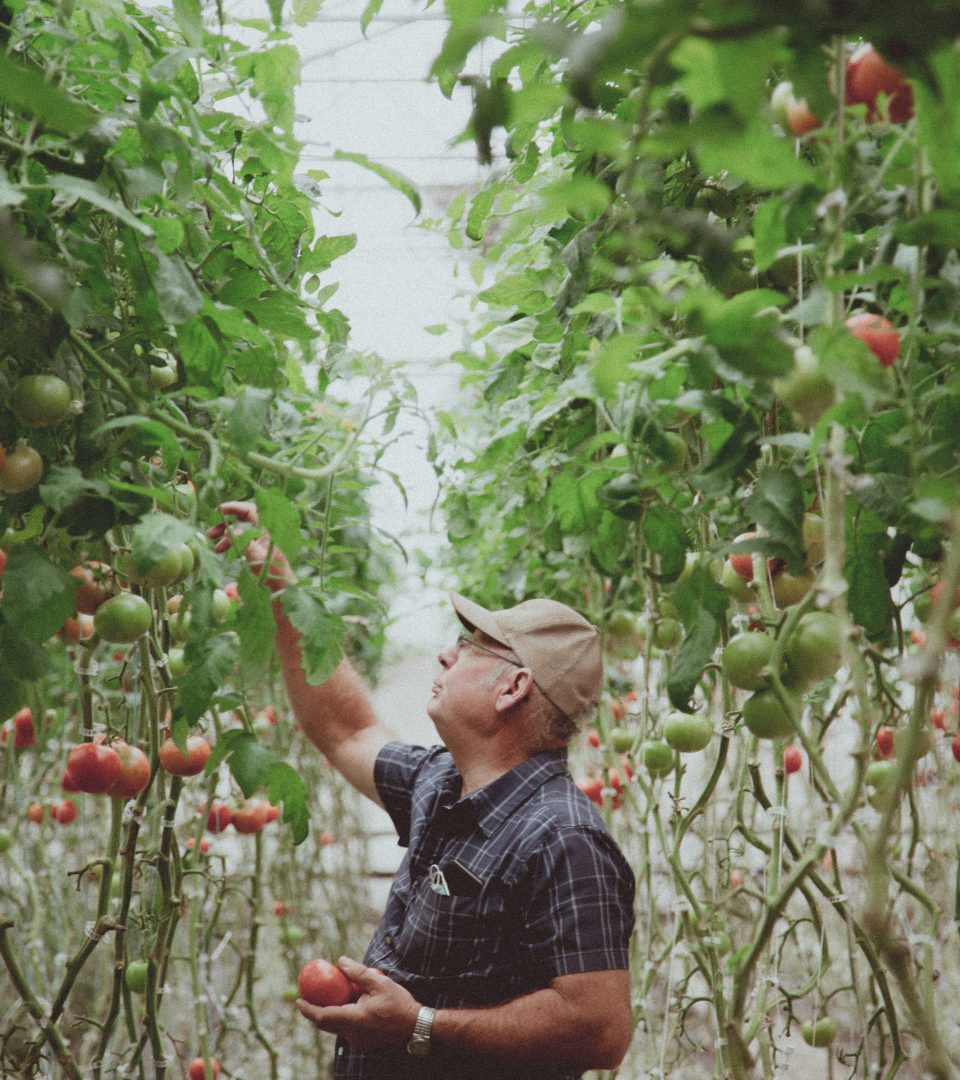 Les Serres Paul Amyotte + Plantes Modernes & Plus – MRC de Pontiac